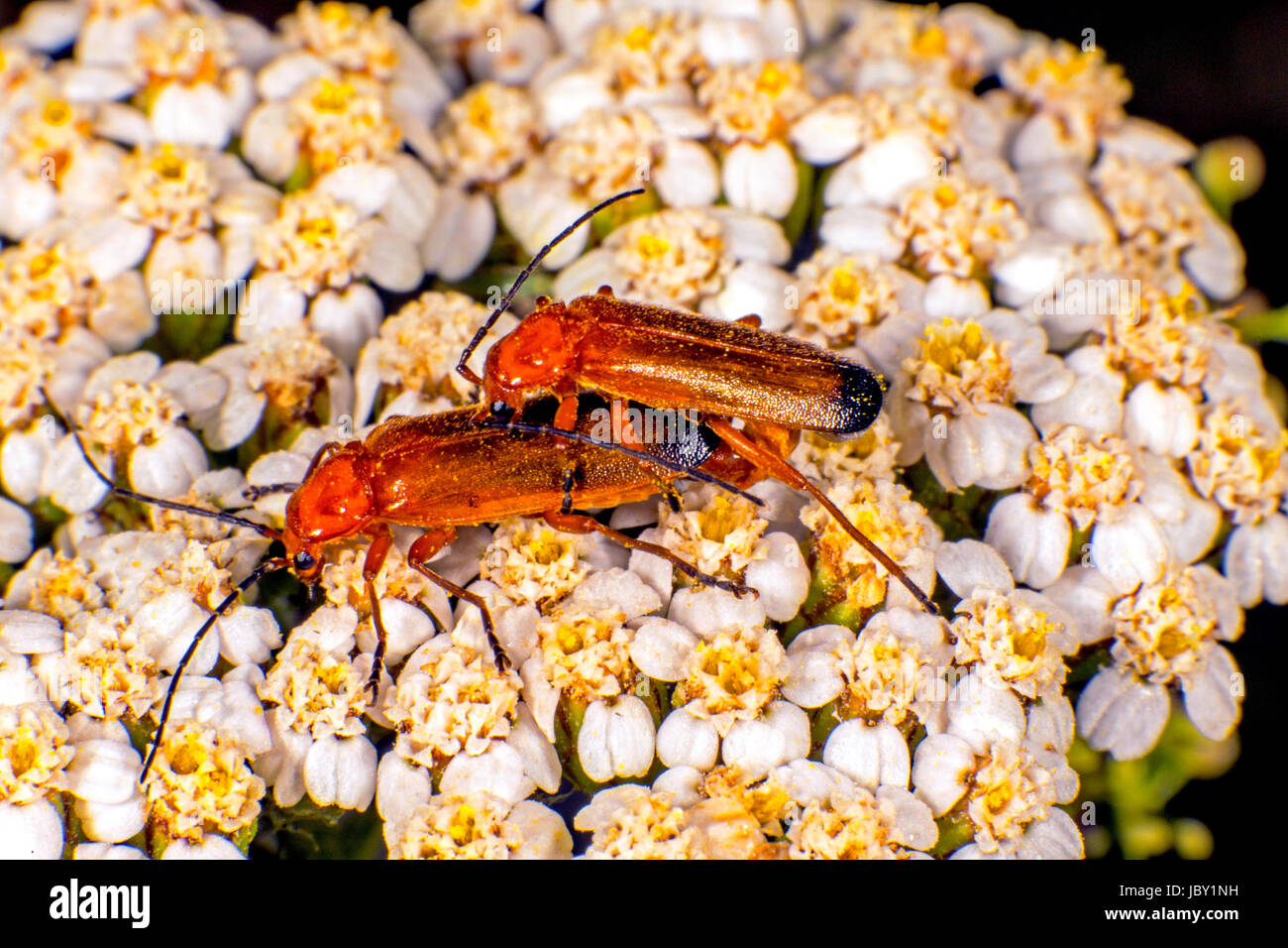 comon red soldier beetles mating on a flower Stock Photo - Alamy