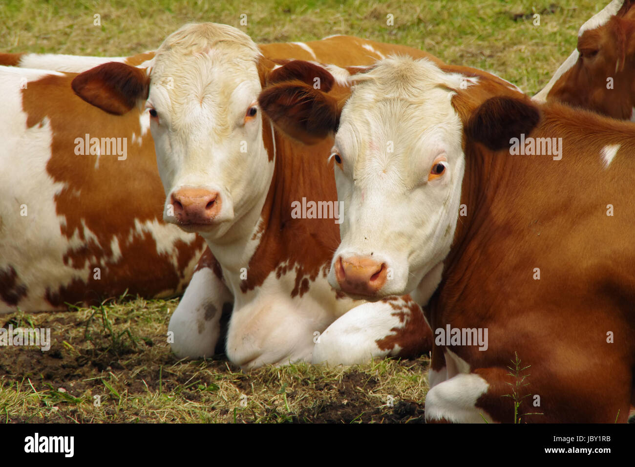 Coloured Cow High Resolution Stock Photography and Images - Alamy