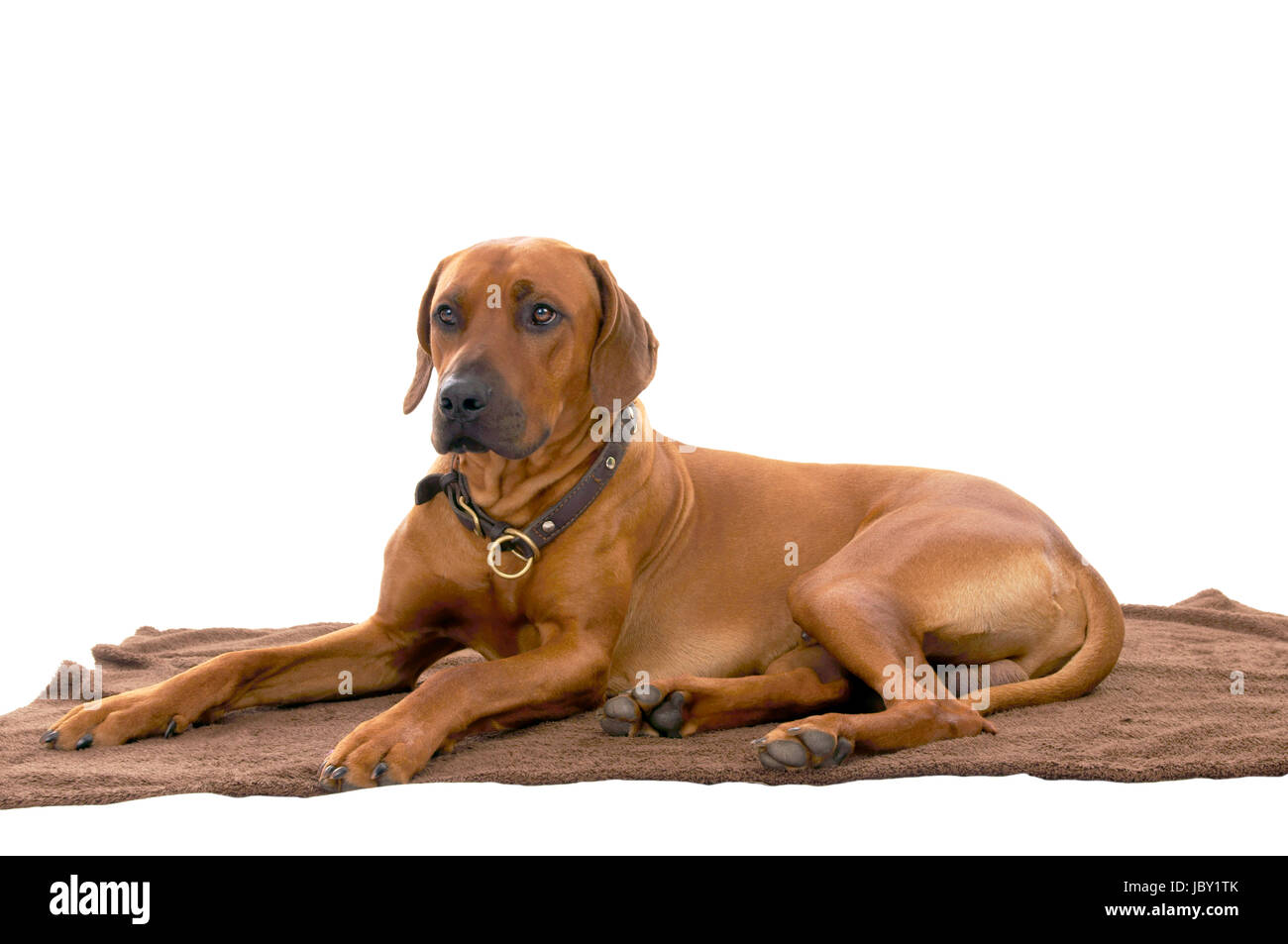 rhodesian ridgeback over a white background Stock Photo - Alamy