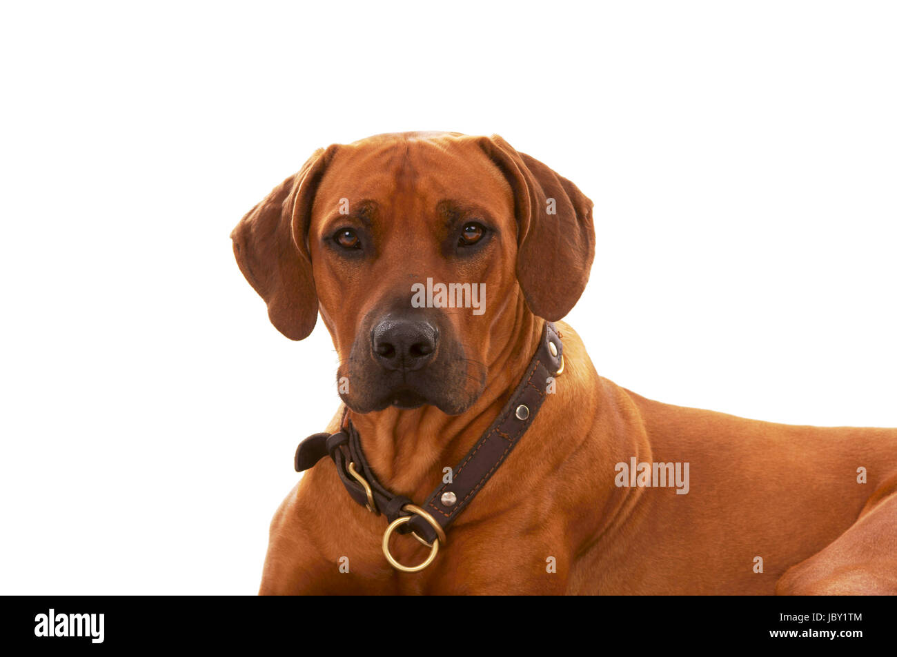 rhodesian ridgeback over a white background Stock Photo - Alamy