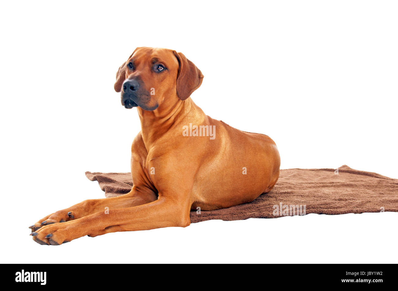 rhodesian ridgeback over a white background Stock Photo - Alamy