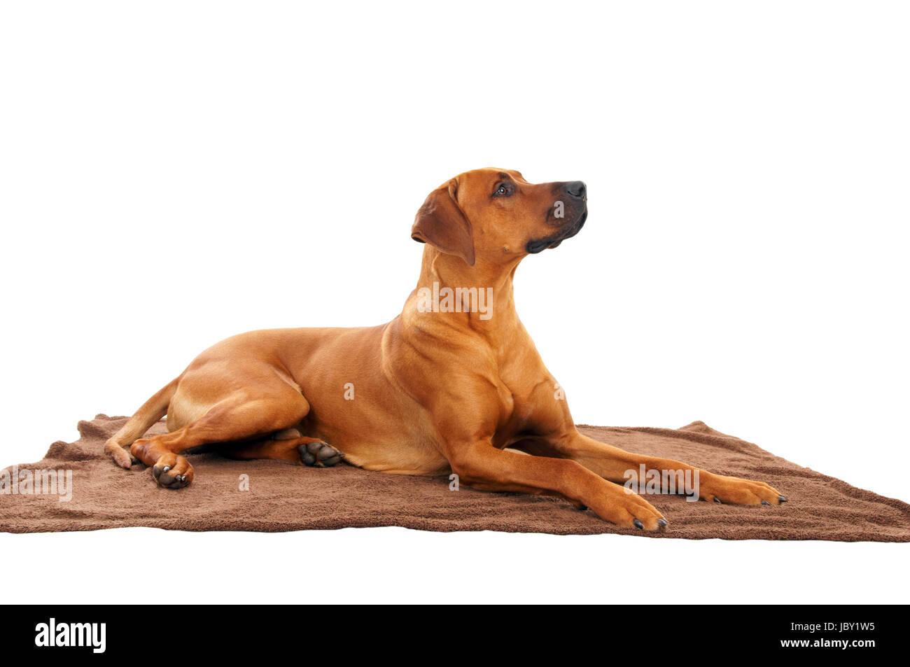 rhodesian ridgeback over a white background Stock Photo - Alamy