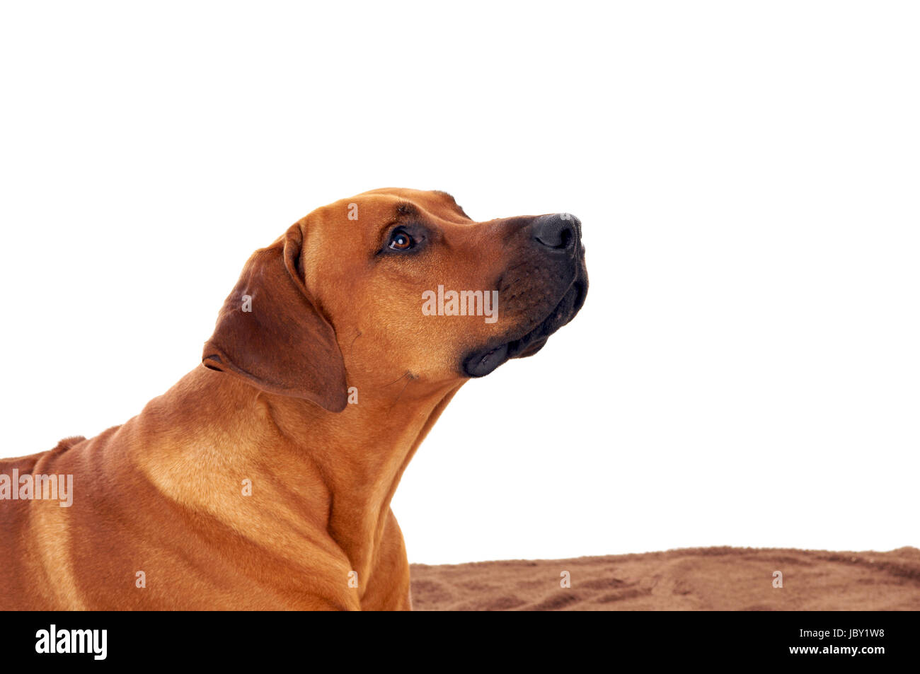 rhodesian ridgeback over a white background Stock Photo - Alamy