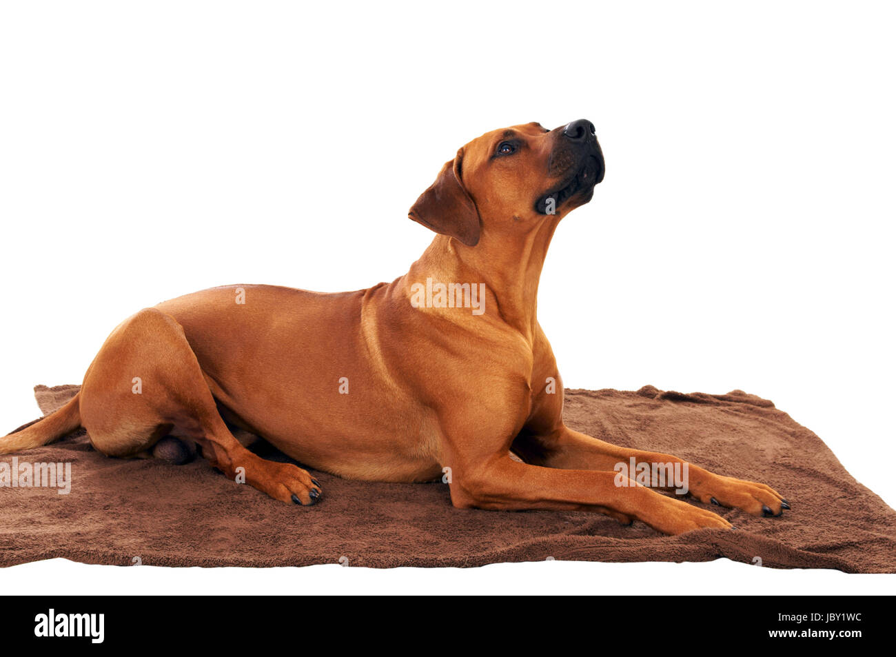rhodesian ridgeback over a white background Stock Photo - Alamy