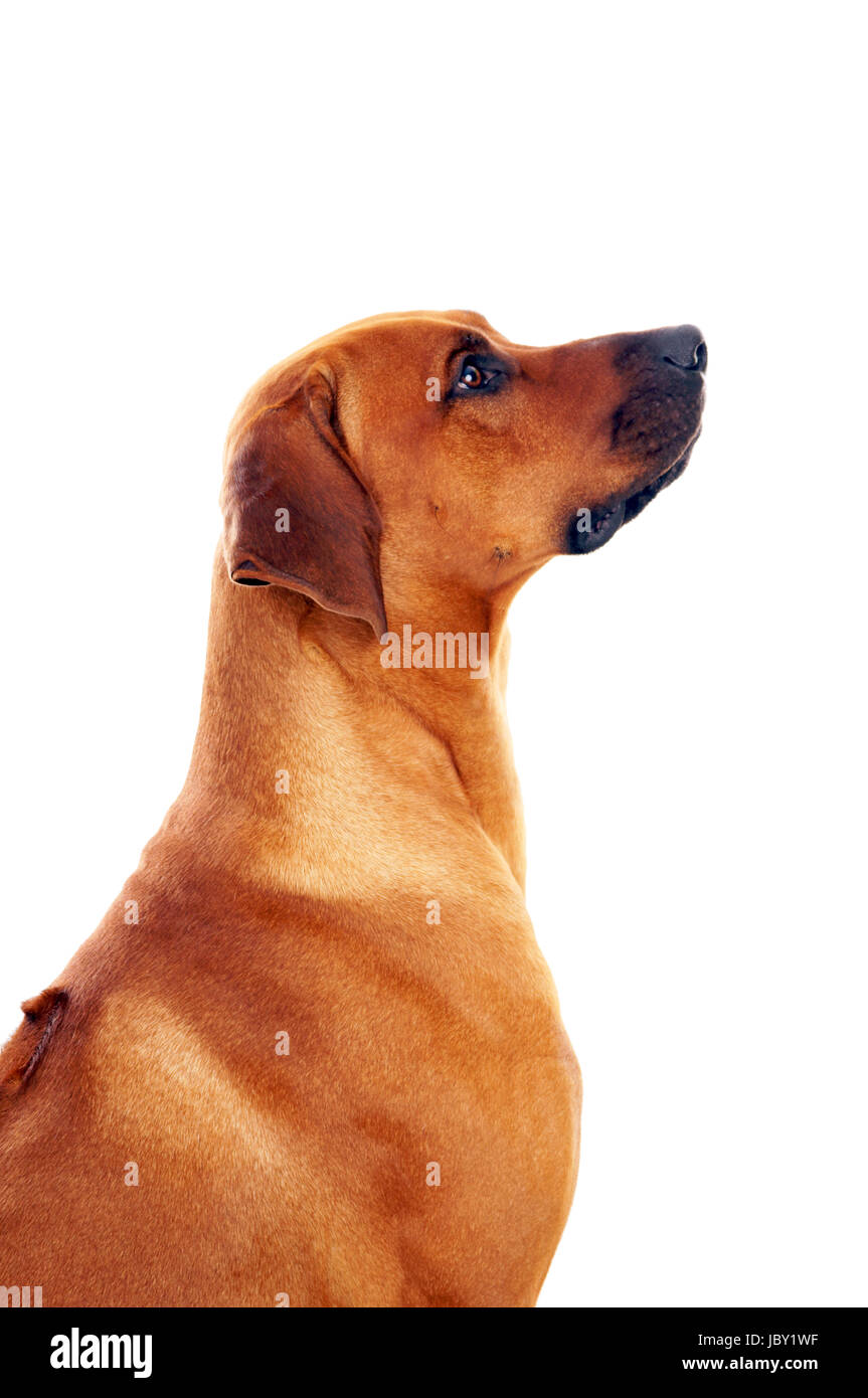 rhodesian ridgeback over a white background Stock Photo - Alamy