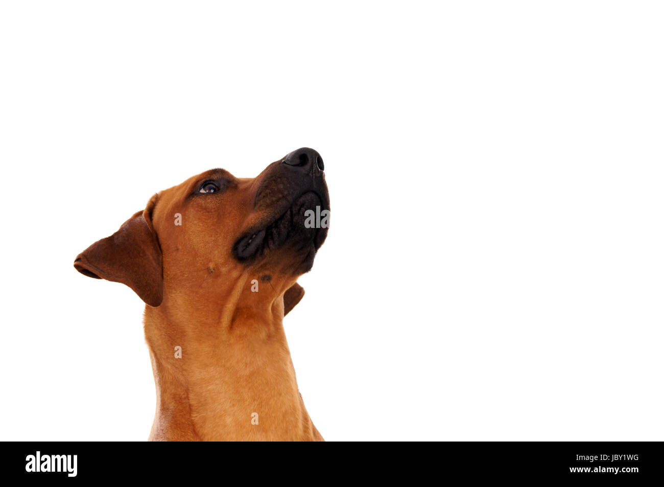 rhodesian ridgeback over a white background Stock Photo - Alamy