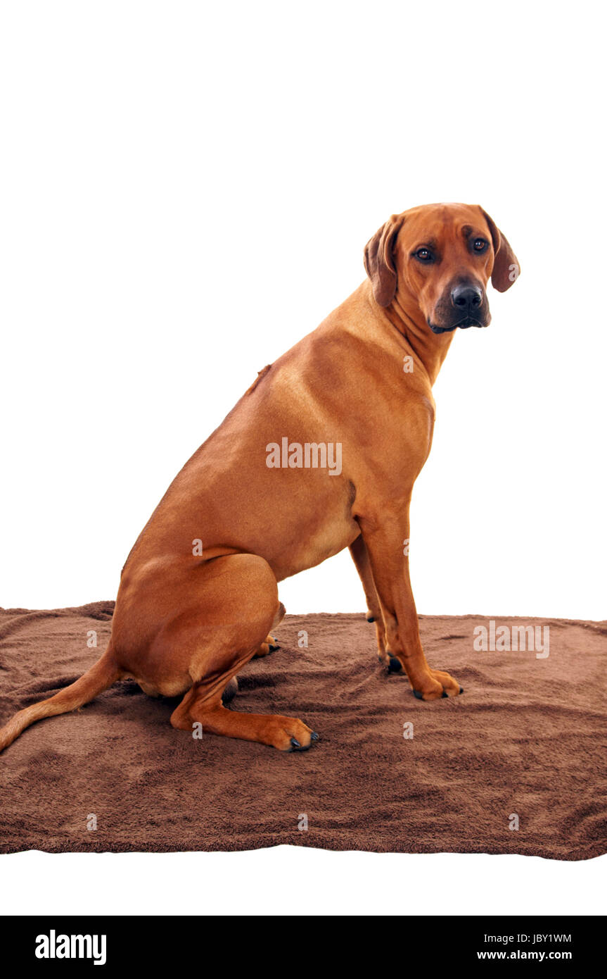 rhodesian ridgeback over a white background Stock Photo - Alamy