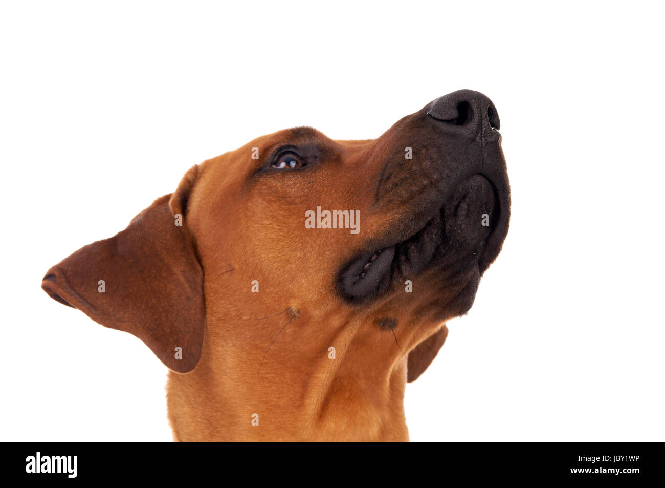 rhodesian ridgeback over a white background Stock Photo - Alamy