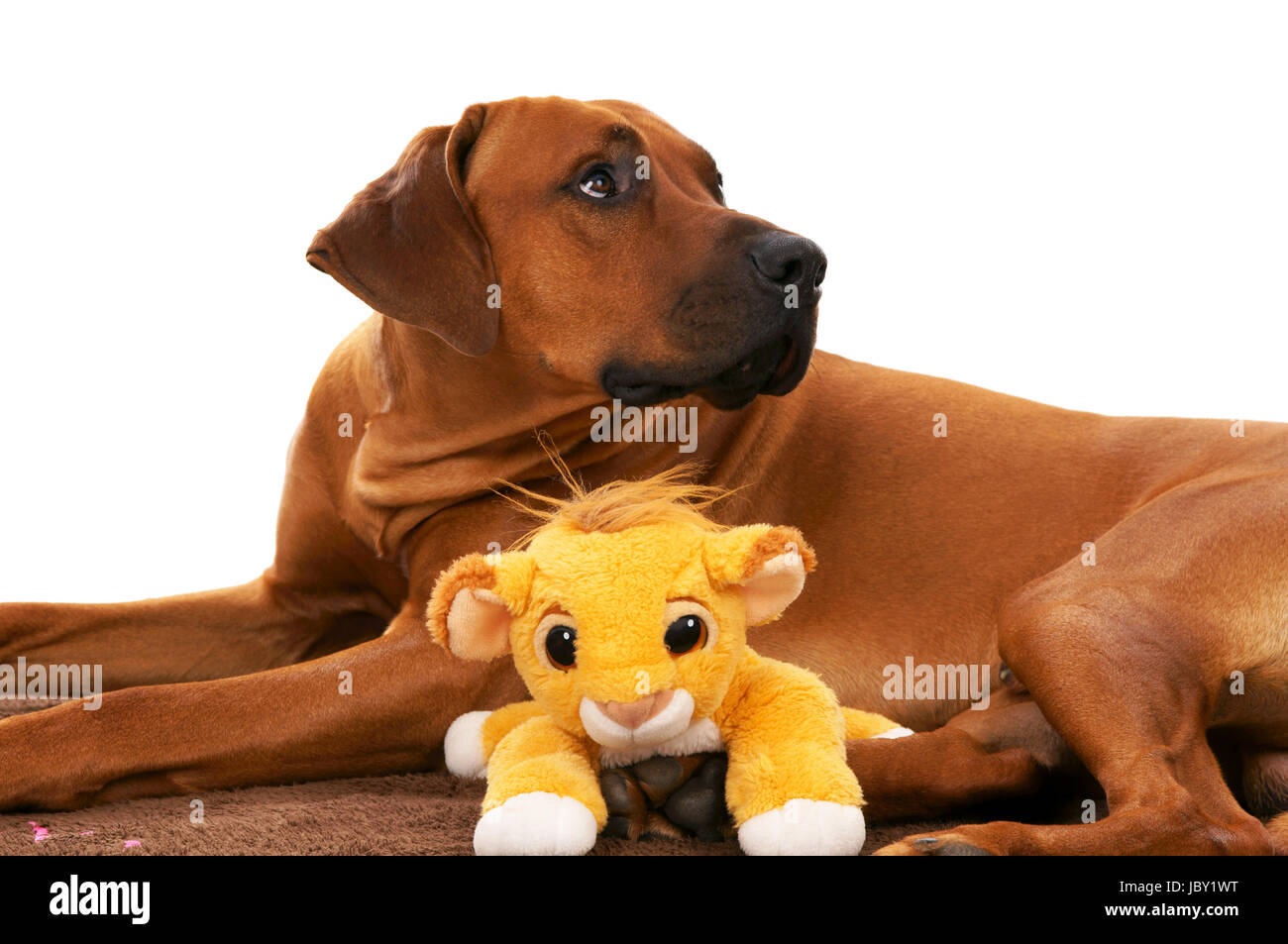 rhodesian ridgeback over a white background Stock Photo - Alamy