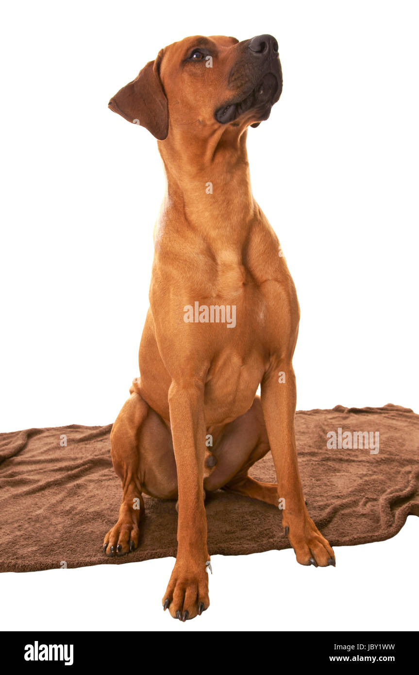 rhodesian ridgeback over a white background Stock Photo - Alamy