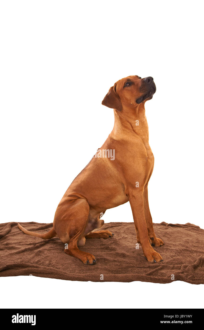 rhodesian ridgeback over a white background Stock Photo - Alamy