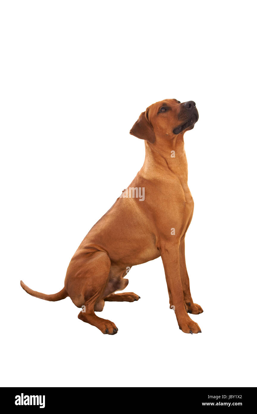 rhodesian ridgeback over a white background Stock Photo - Alamy