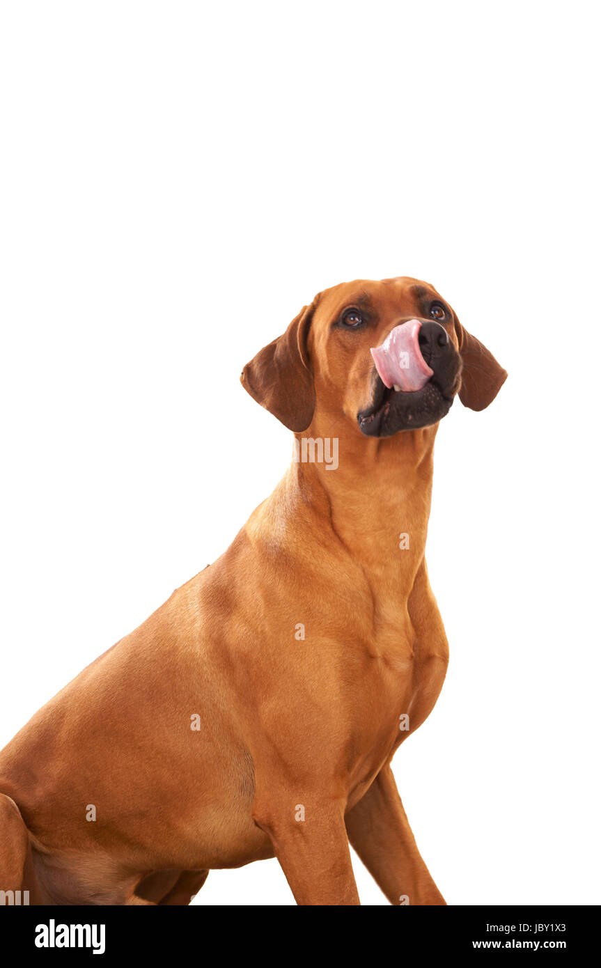 rhodesian ridgeback over a white background Stock Photo - Alamy