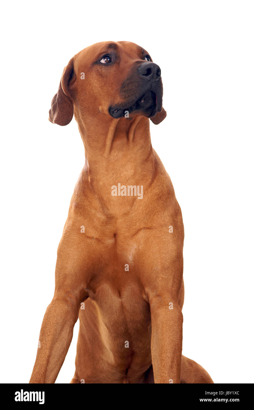 rhodesian ridgeback over a white background Stock Photo - Alamy