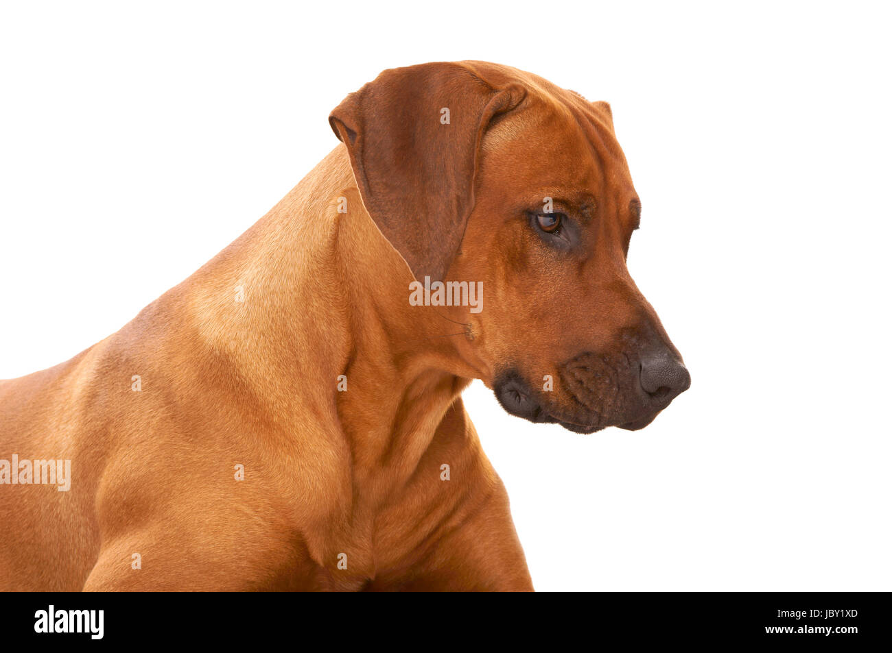 rhodesian ridgeback over a white background Stock Photo - Alamy