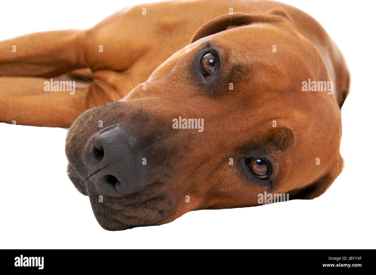 rhodesian ridgeback over a white background Stock Photo - Alamy
