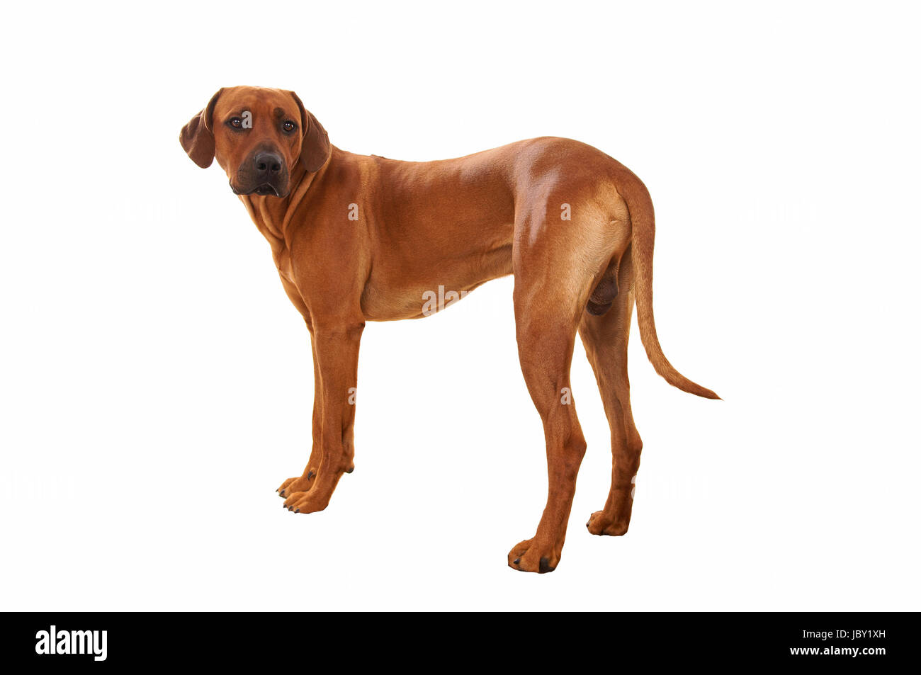 rhodesian ridgeback over a white background Stock Photo - Alamy