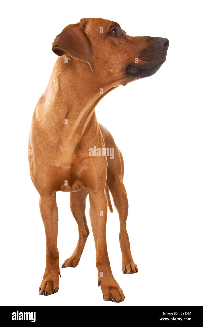 rhodesian ridgeback over a white background Stock Photo - Alamy