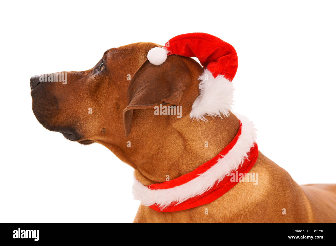 Dog with Christmas hat Stock Photo - Alamy