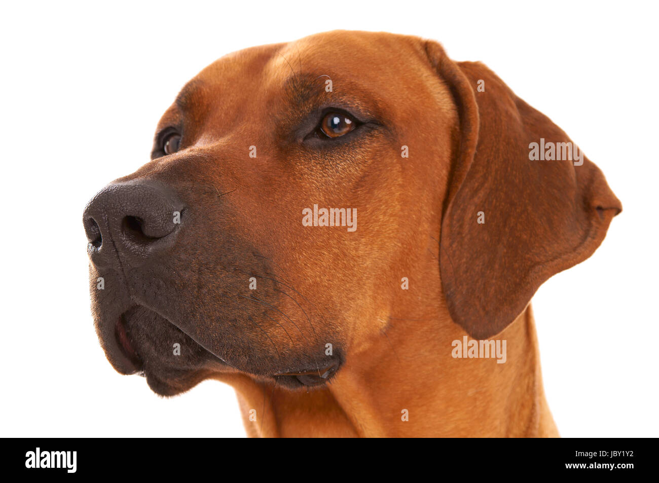 rhodesian ridgeback over a white background Stock Photo - Alamy