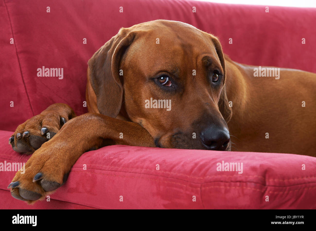 rhodesian ridgeback lying on the couch Stock Photo - Alamy