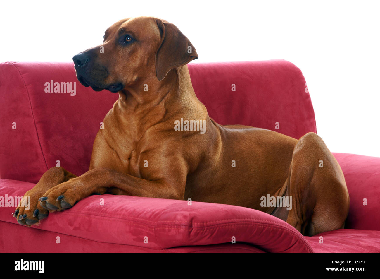rhodesian ridgeback lying on the couch Stock Photo - Alamy