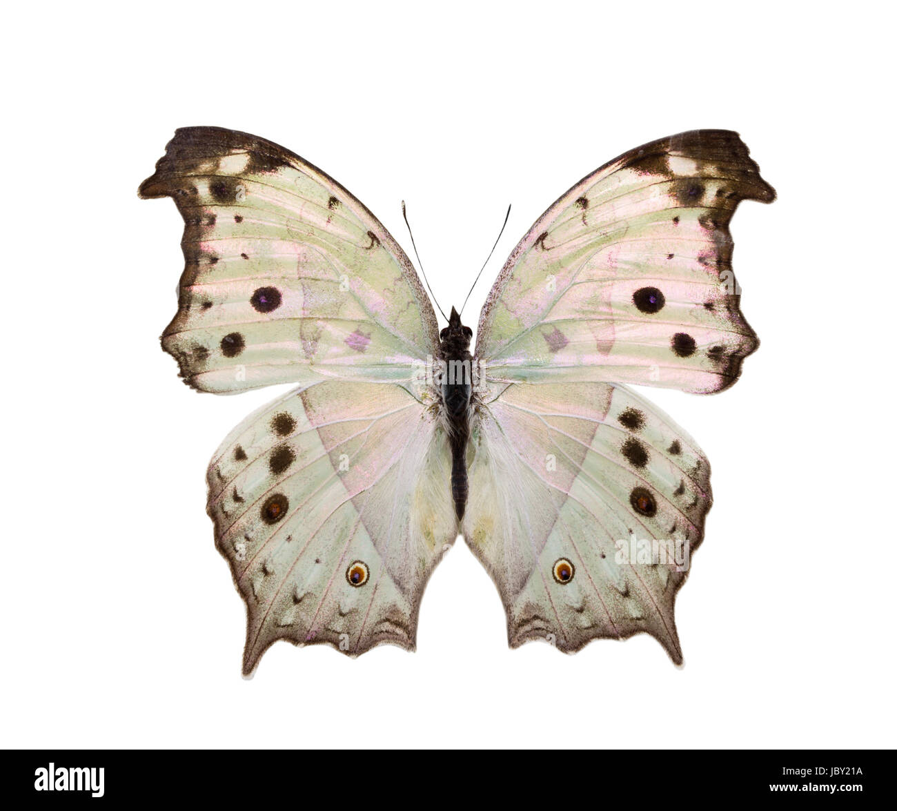 butterfly isolated on white background Stock Photo - Alamy