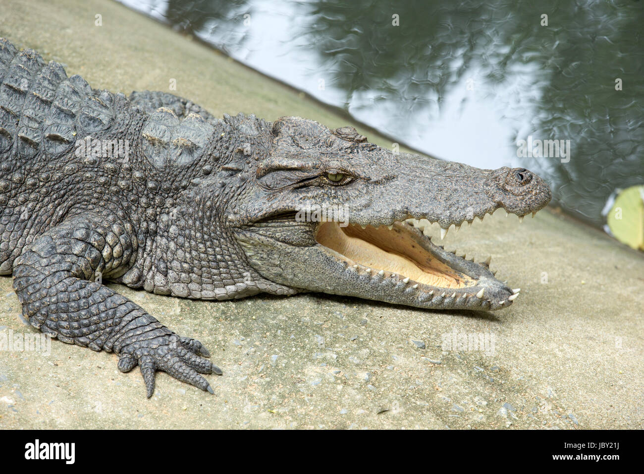 Close up of an Alligator Stock Photo - Alamy