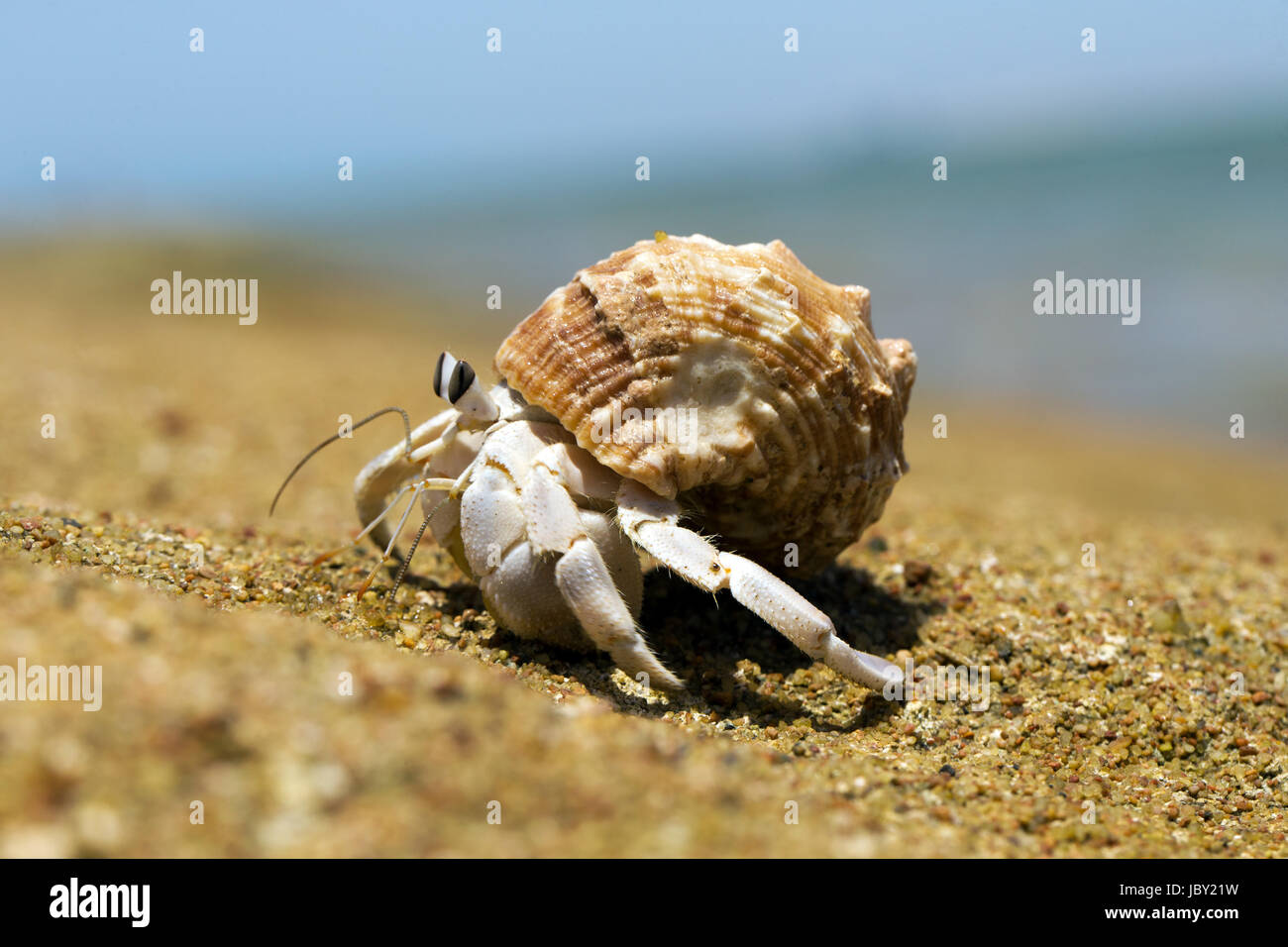 Hermit Crab in a screw shell Stock Photo - Alamy