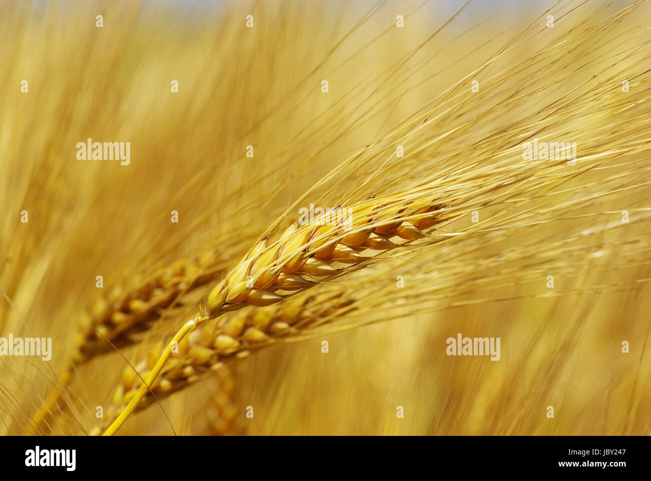 Yellow grain ready for harvest growing in a farm field Stock Photo - Alamy