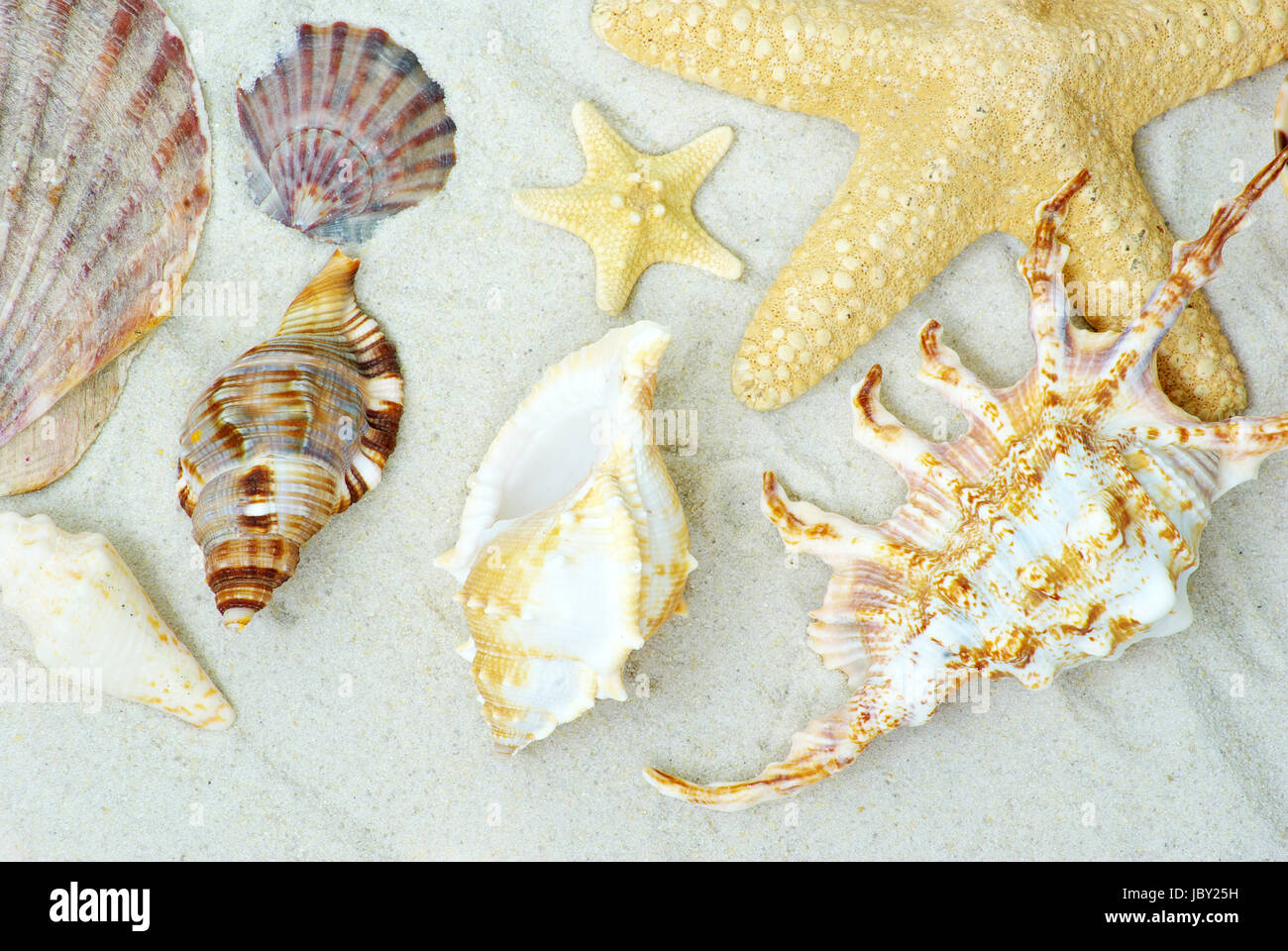 starfish and shells on the beach Stock Photo - Alamy