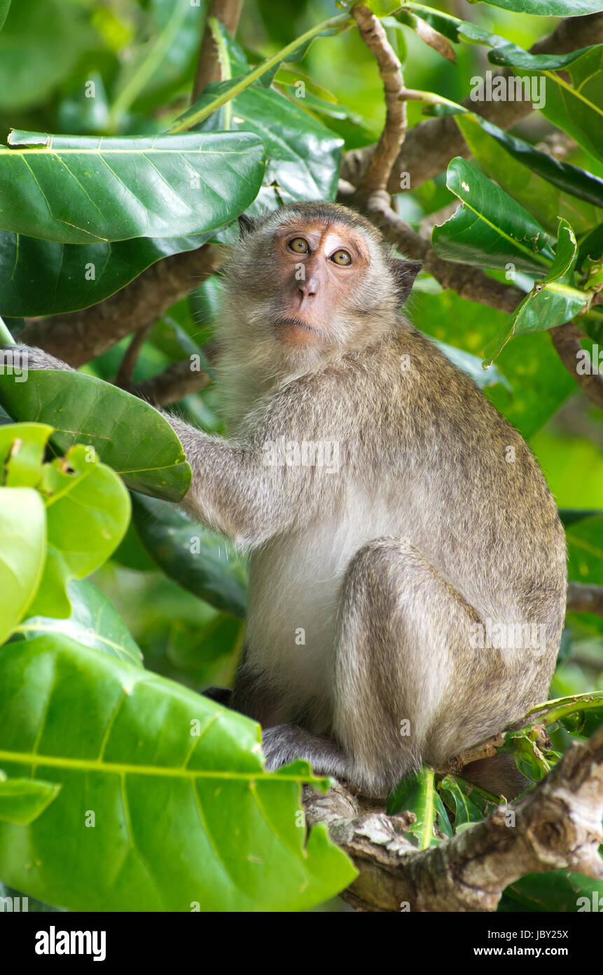 monkey sitting on the tree Stock Photo - Alamy