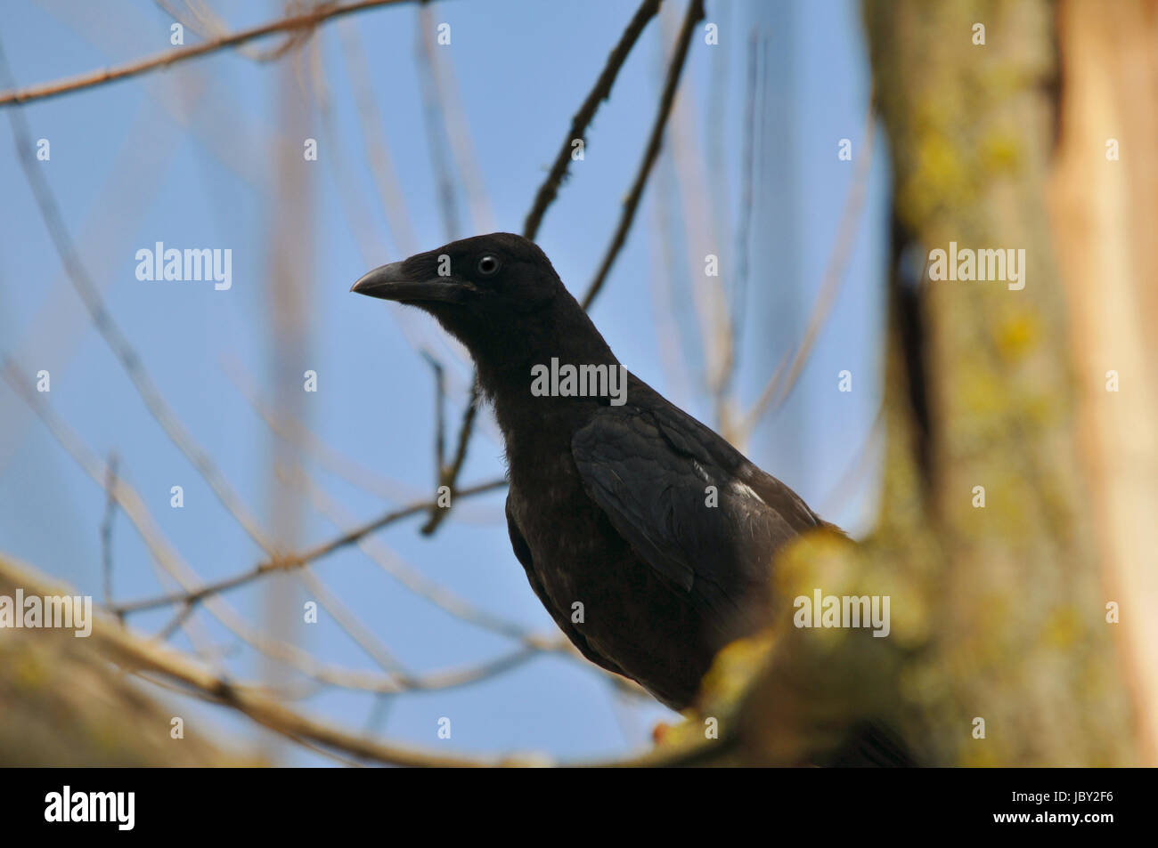 Curious raven hi-res stock photography and images - Alamy