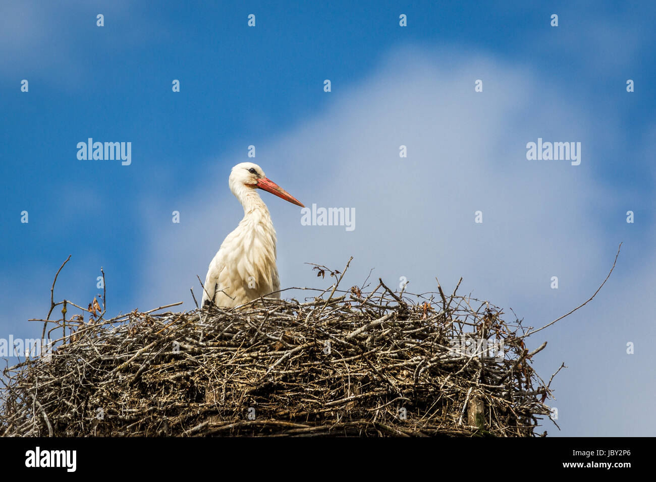 Storch mit baby hi-res stock photography and images - Alamy
