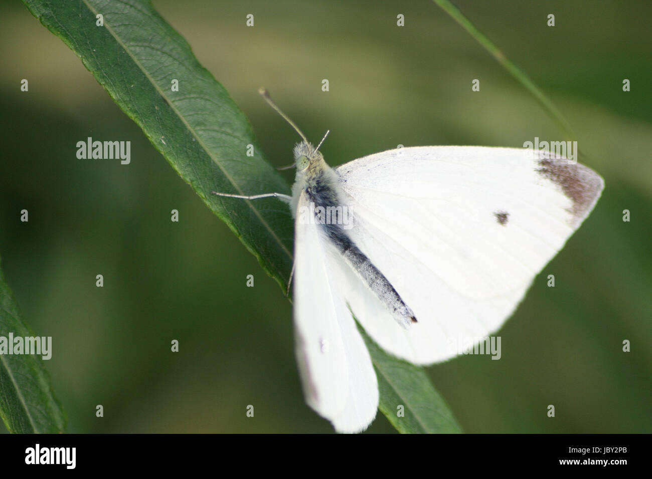 Injured butterfly hi-res stock photography and images - Alamy
