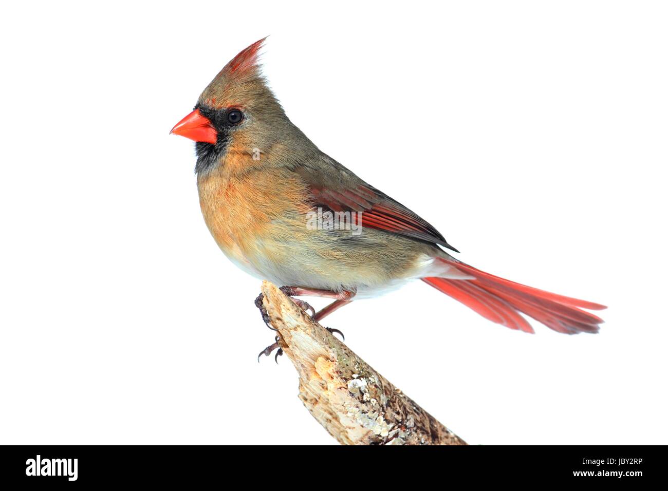Female Northern Cardinal (Cardinalis) Isolated on a white background ...