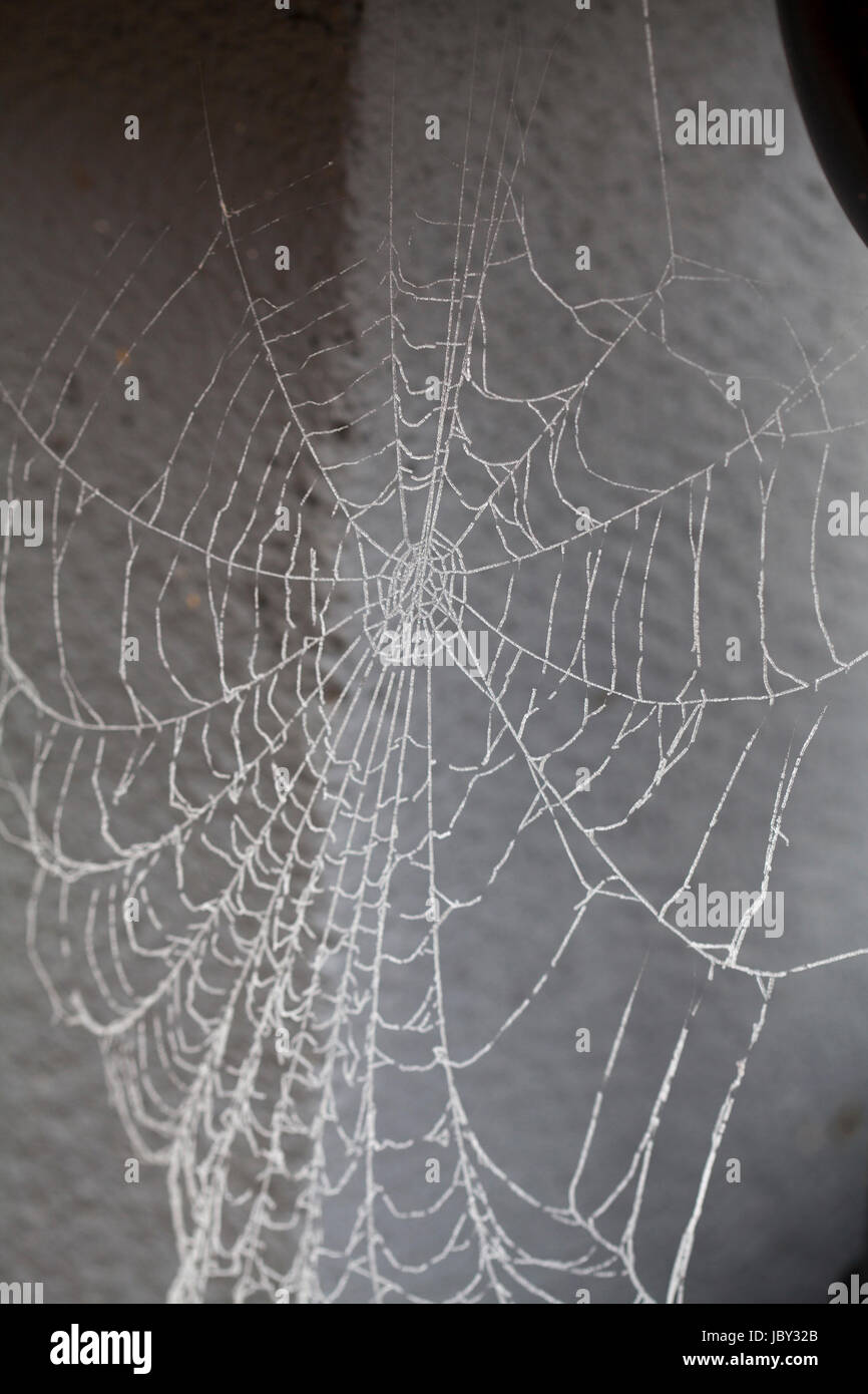 Frozen cobweb hi-res stock photography and images - Alamy