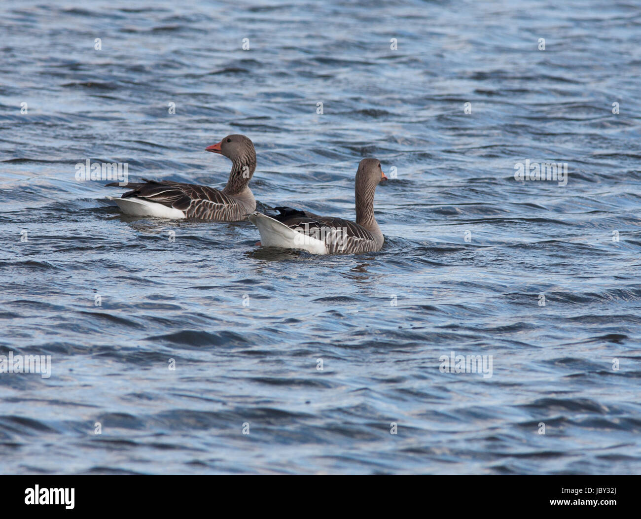Water bird goose hi-res stock photography and images - Alamy