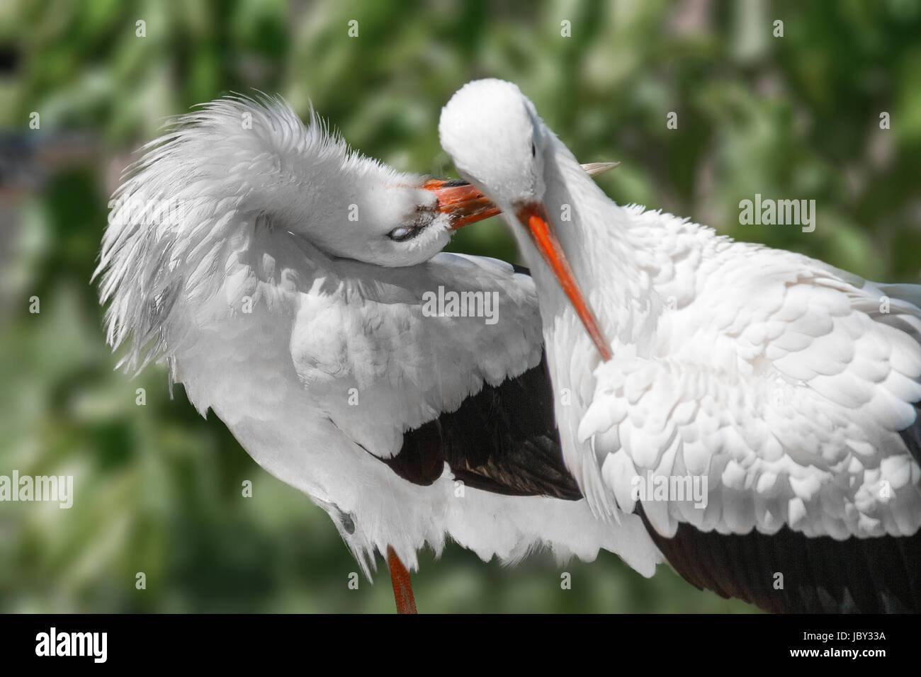 Image animals two birds beautiful white cranes Stock Photo - Alamy