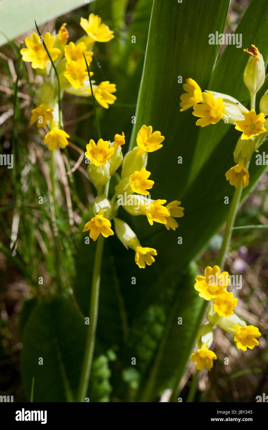 PRIMULA VERIS Cowslip primrose Stock Photo - Alamy