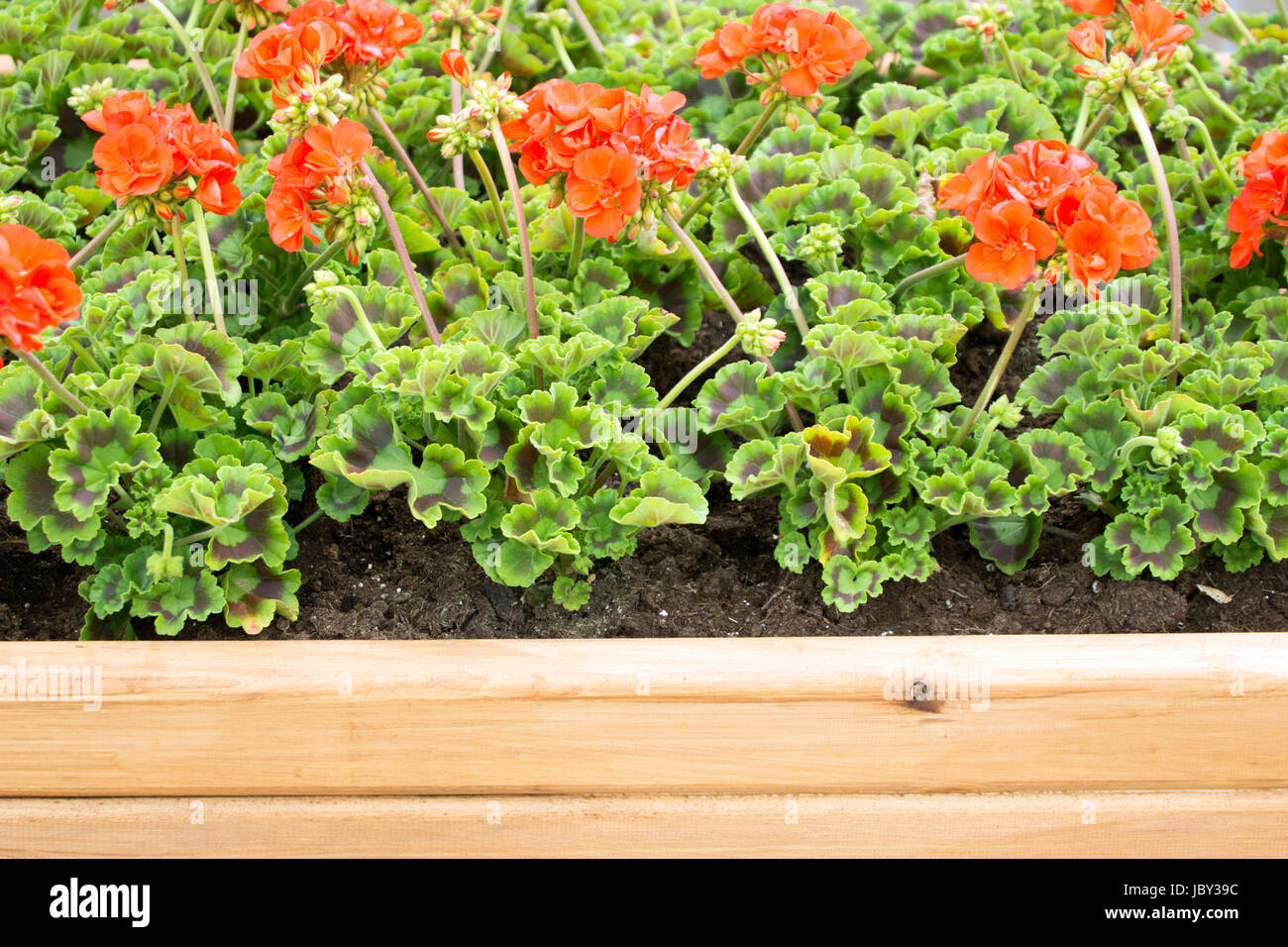 Geraniums in a flower pot Stock Photo - Alamy