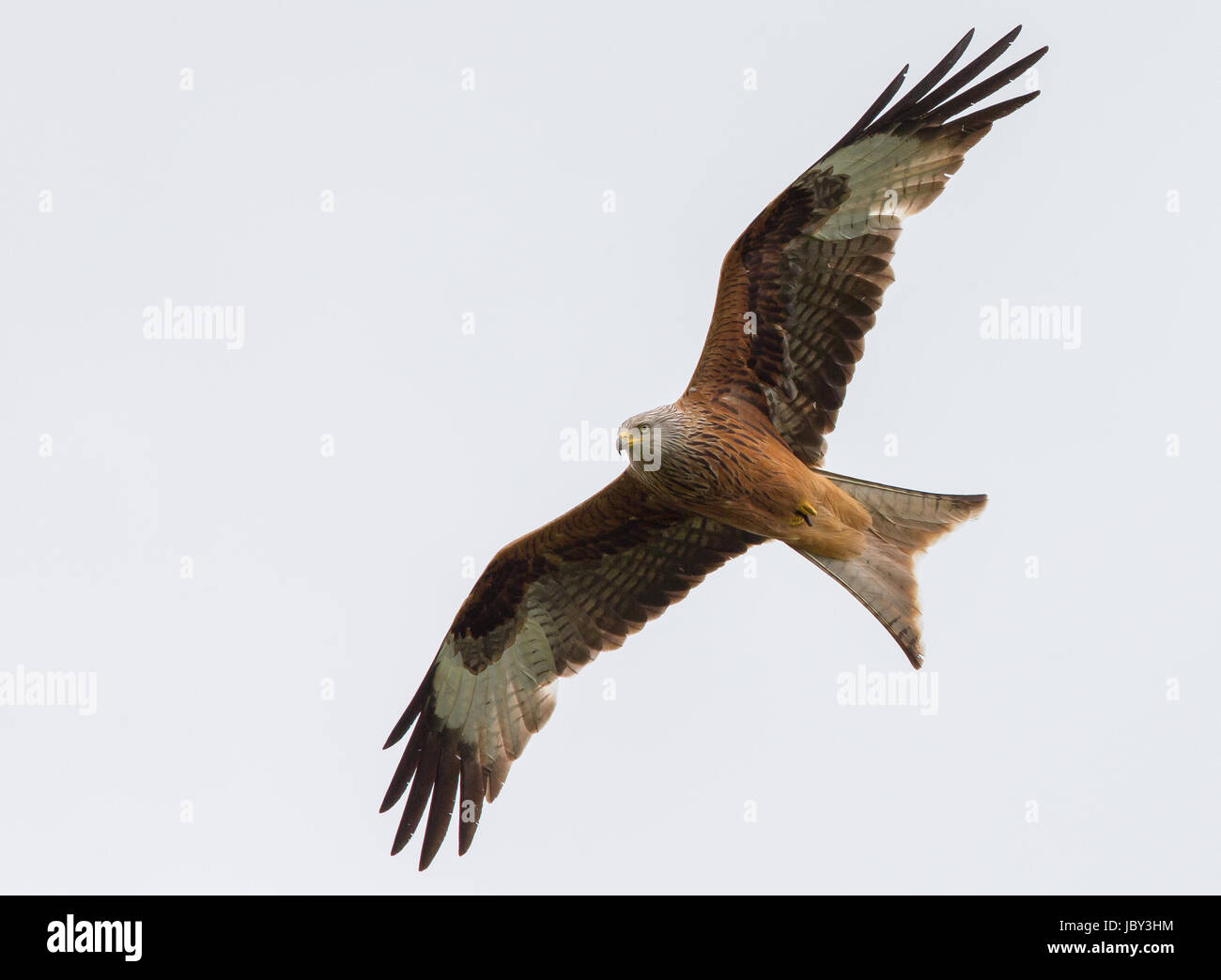 A Red Kite, (Milvus milvus, from the hawks and eagles family) hunts ...