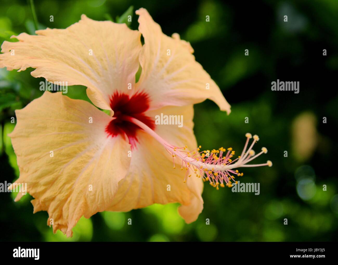 beautiful cream - butter - yellow color hibiscus - shoe flower grown in ...