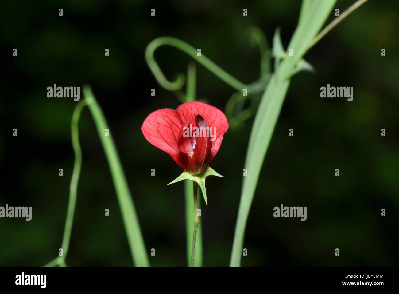 Small and inconspicuous hi-res stock photography and images - Alamy