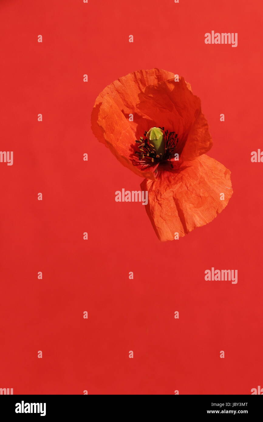 tone on tone of poppy Stock Photo - Alamy