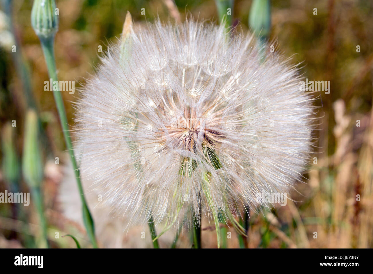 big dandelion on a meadow Stock Photo - Alamy