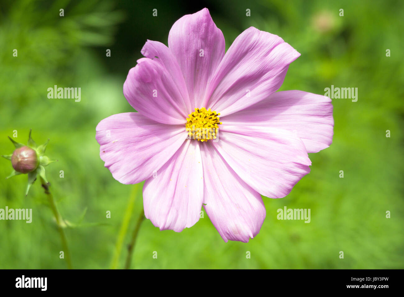 Cosmea flower in a garden Stock Photo - Alamy