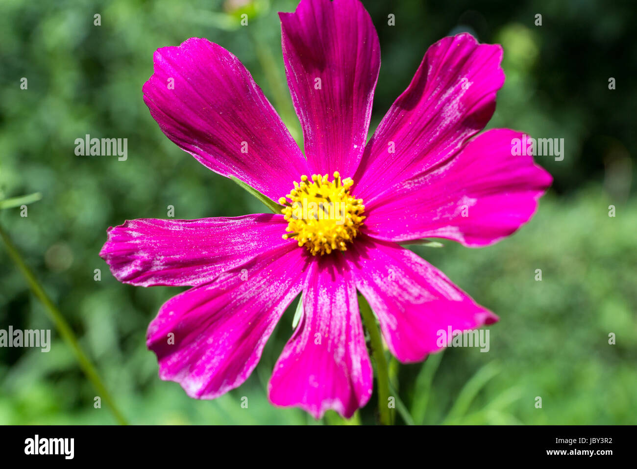 Cosmea flower in a garden Stock Photo - Alamy