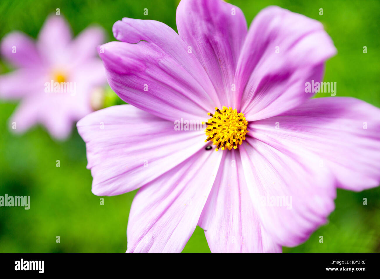 Cosmea flower in a garden Stock Photo - Alamy