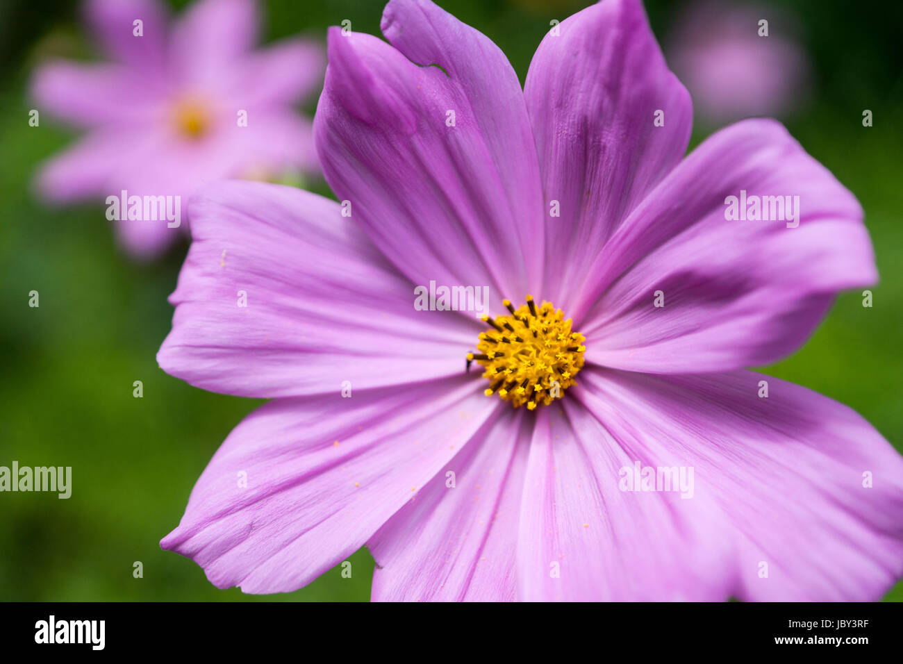 Cosmea flower in a garden Stock Photo - Alamy